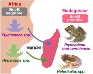 Do the Genes Jump from Snakes to Frogs? -Pandemic of Horizontal Gene ...